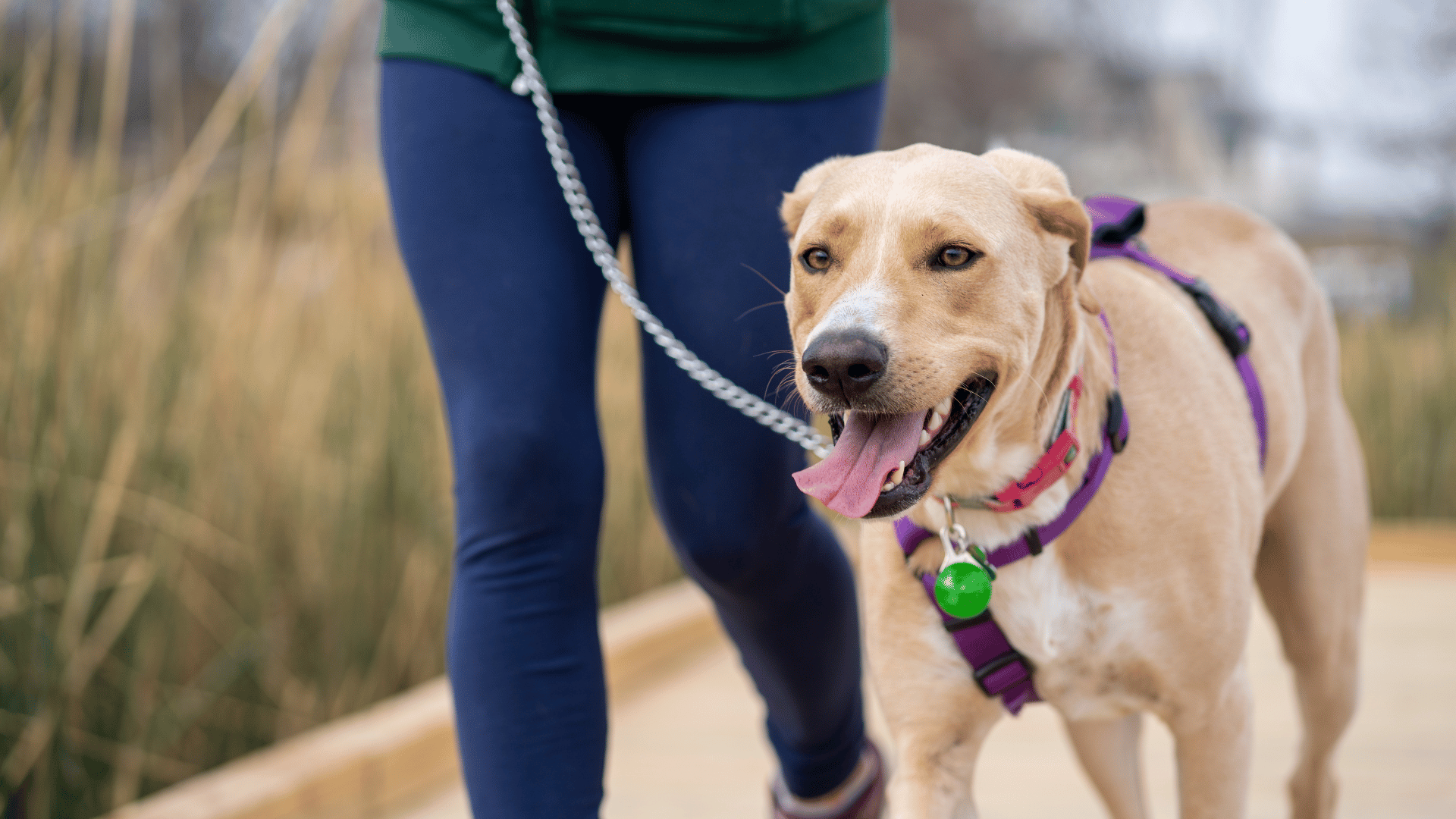 Request An Estimate Form | Central Veterinary Clinic