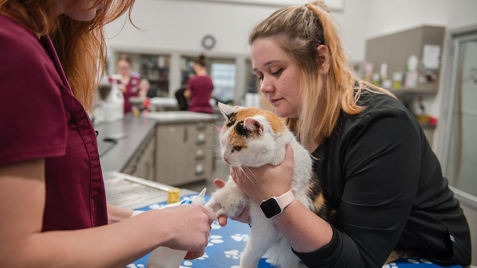 Small Animal Services In Ponoka, AB | Central Veterinary Clinic